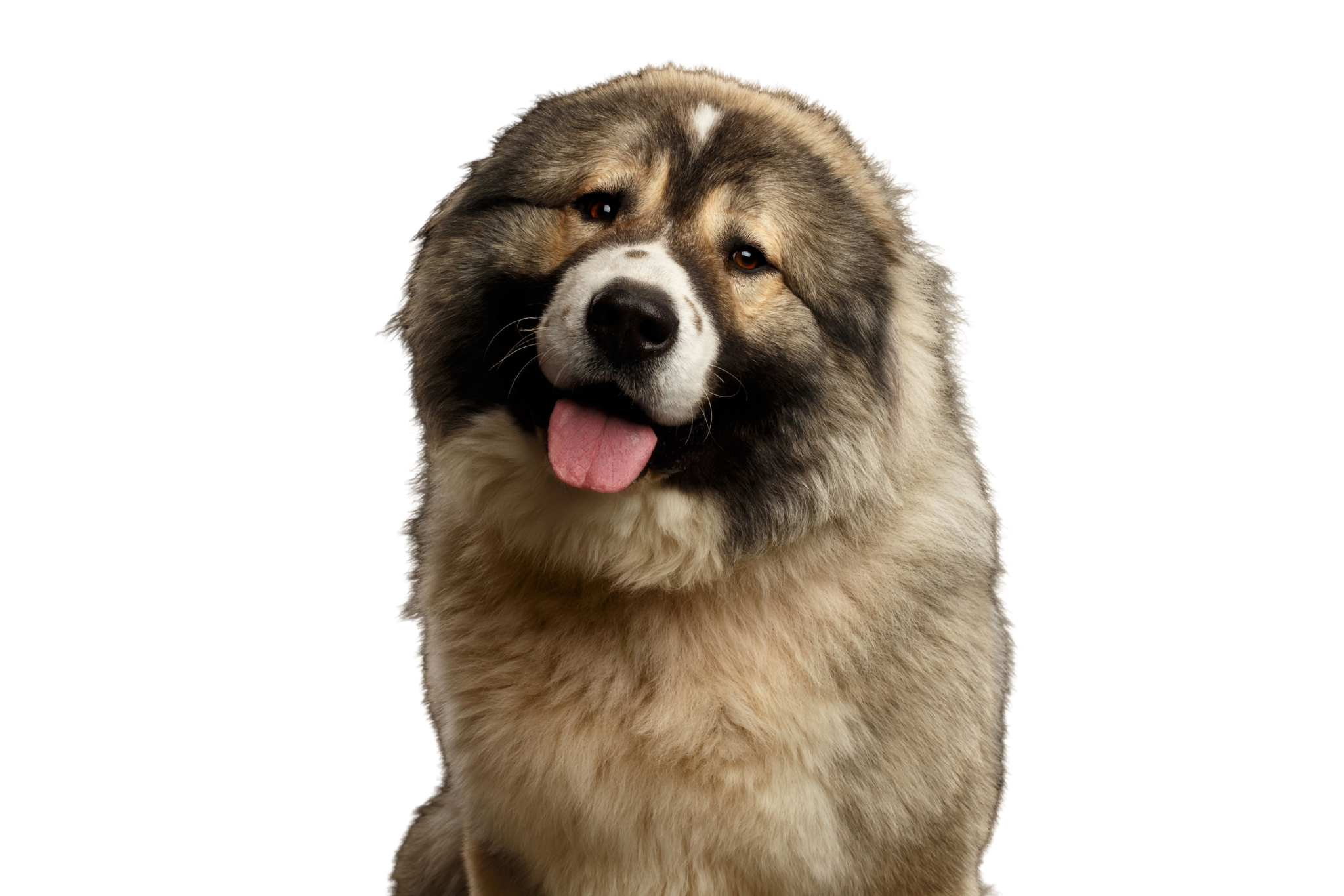 🐾 Kaukasischer Owtscharka - Rassebeschreibung - dogbible