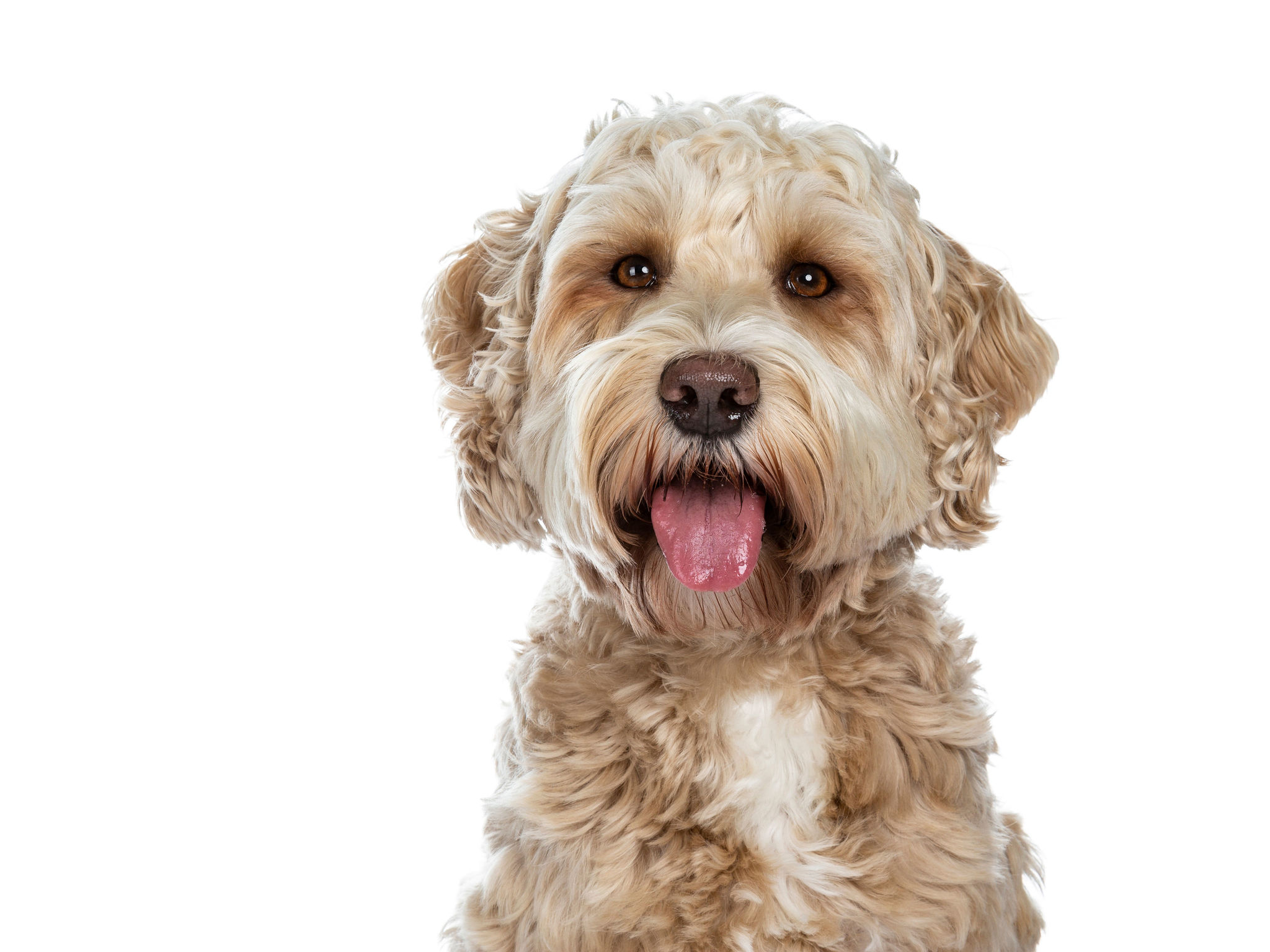 🐾 Labradoodle - Rassebeschreibung: Charakter &Co - dogbible