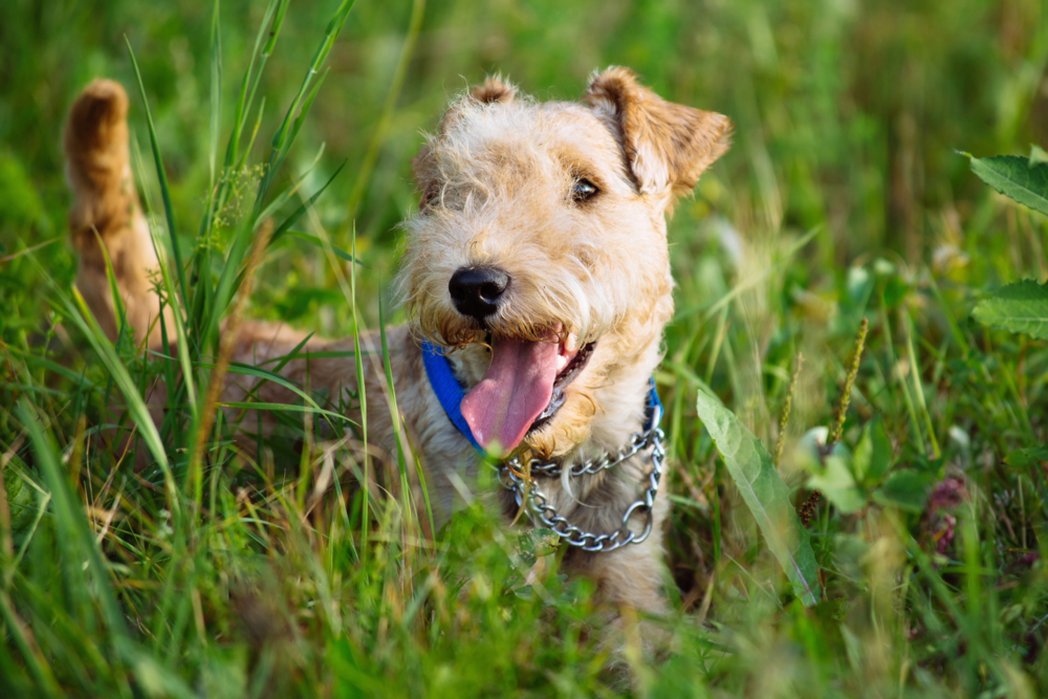 Lakeland Terrier Jagdhund: Temperament, Aussehen - dogbible