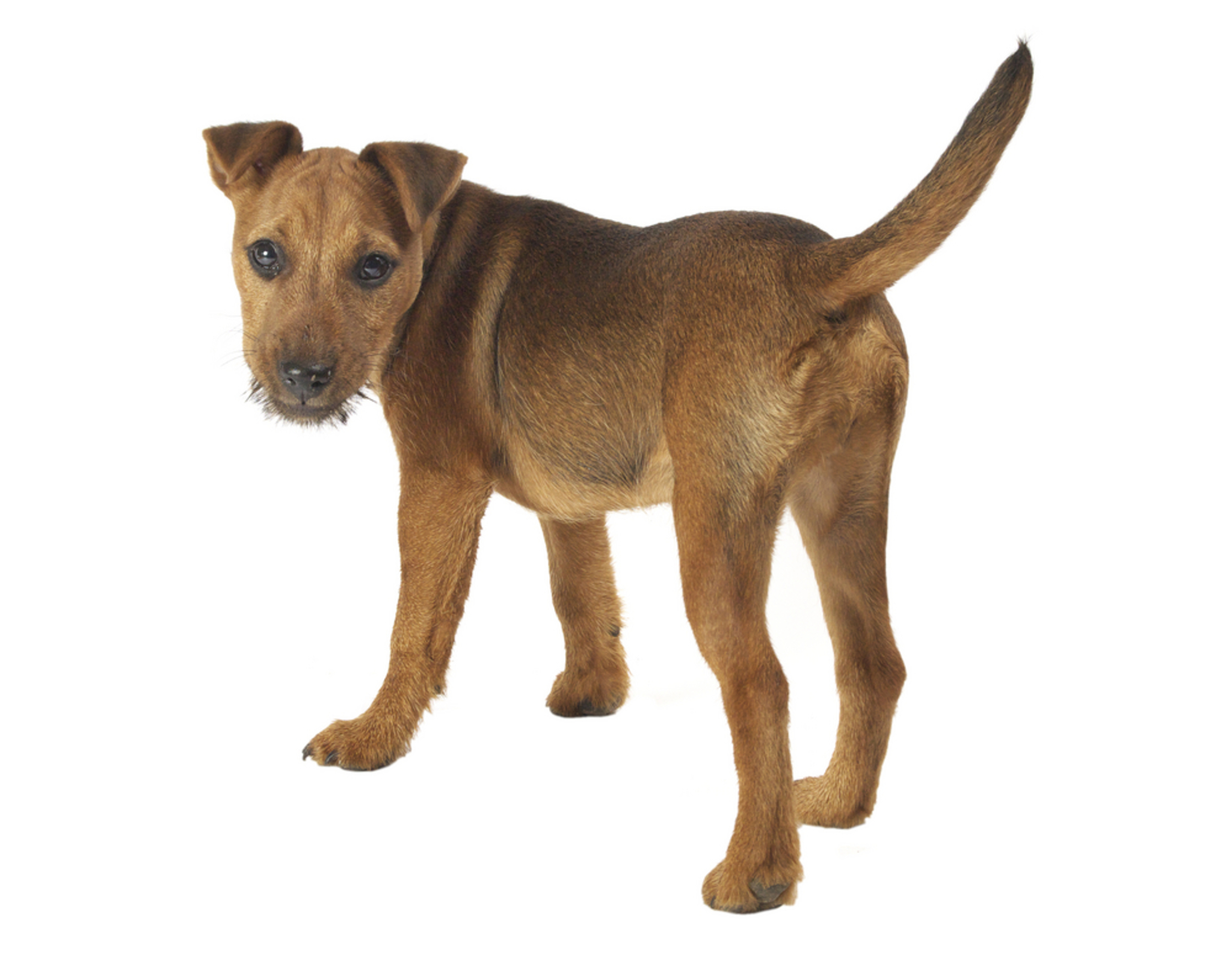 Lakeland Terrier Jagdhund: Temperament, Aussehen - dogbible