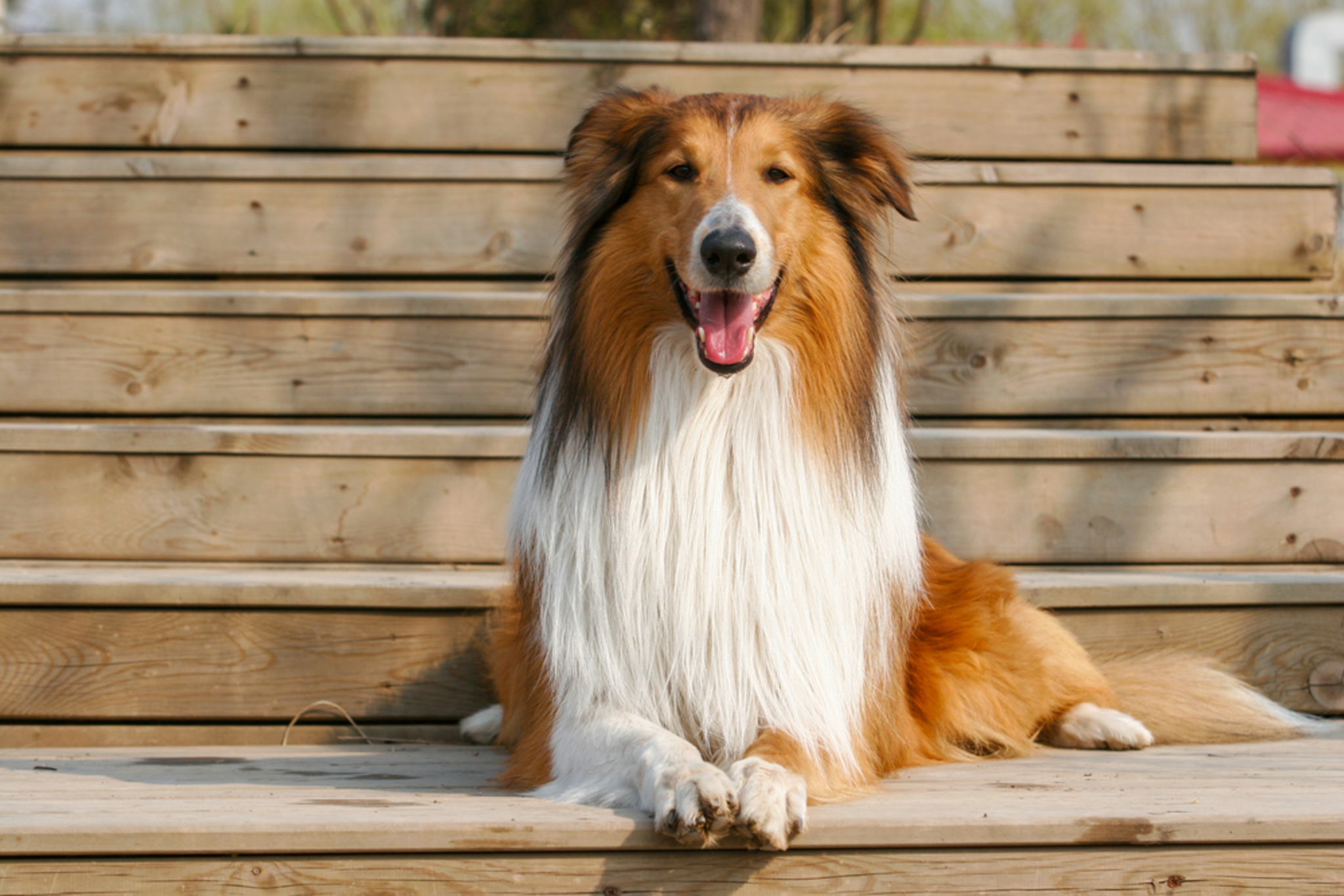 🐾 Langhaarcollie - Rassebeschreibung: Charakter - dogbible
