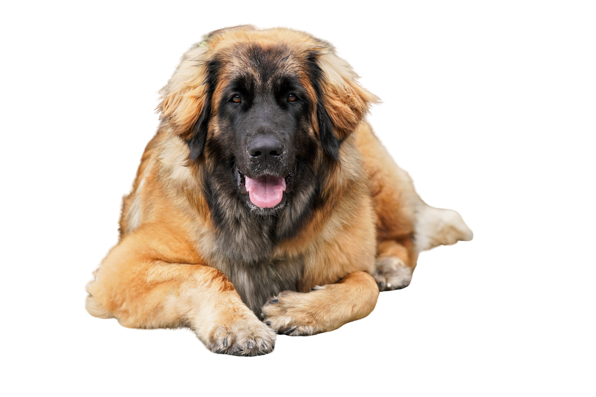 🐾 Leonberger - Rassebeschreibung: Charakter &Co - dogbible