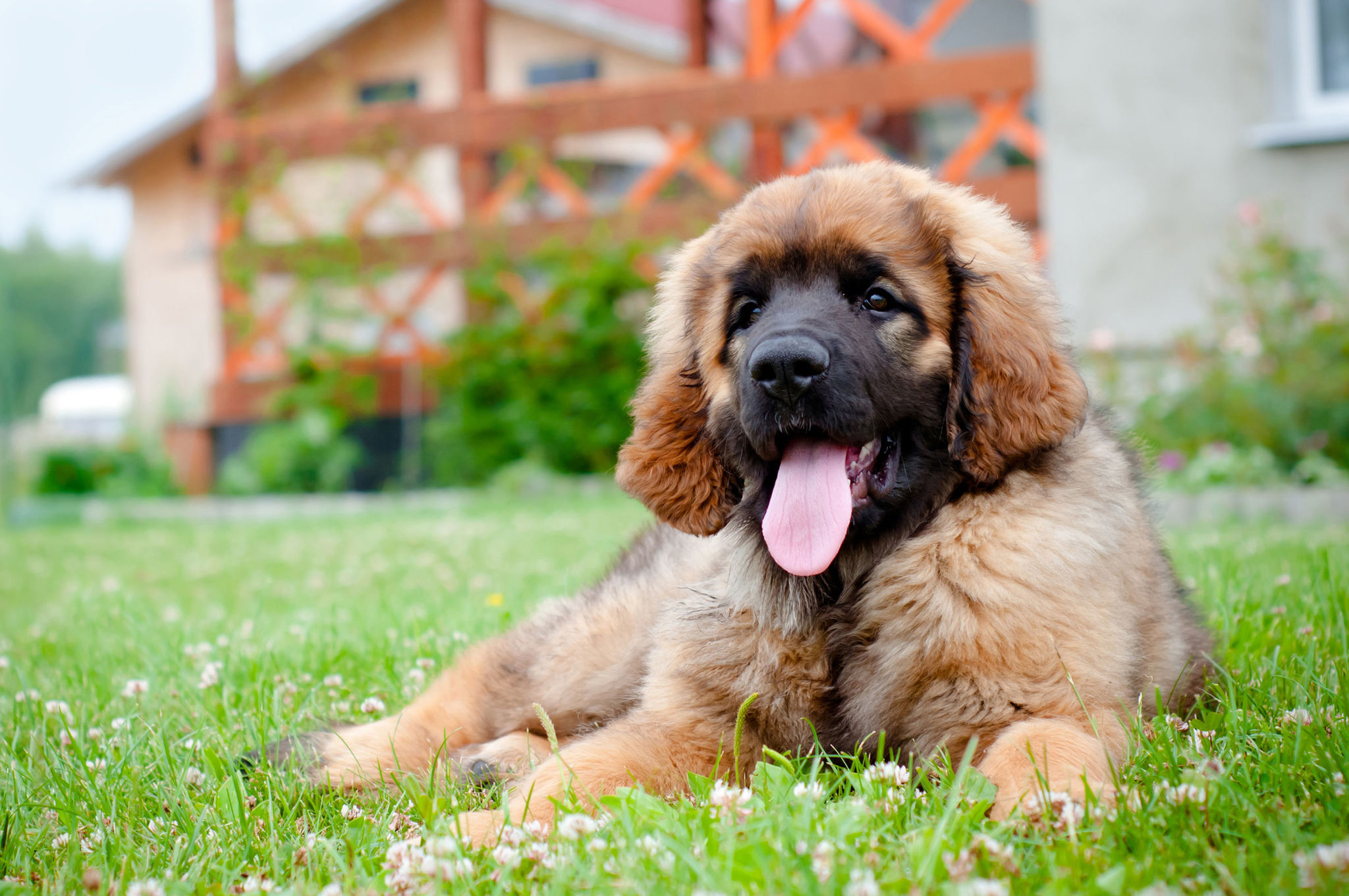 🐾 Leonberger - Rassebeschreibung: Charakter &Co - dogbible