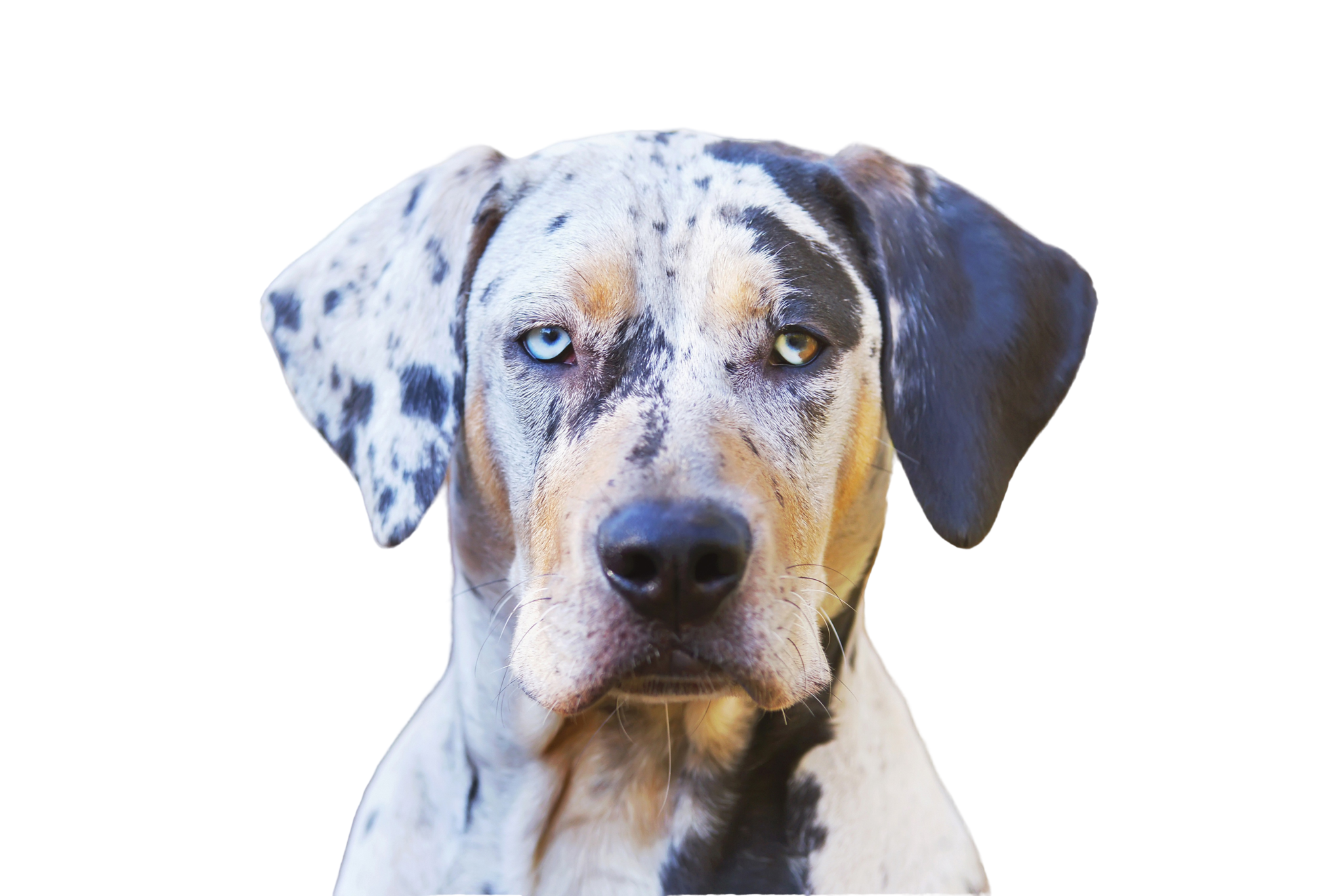 🐾 Louisiana Catahoula Bulldog - Rassebeschreibung dogbible
