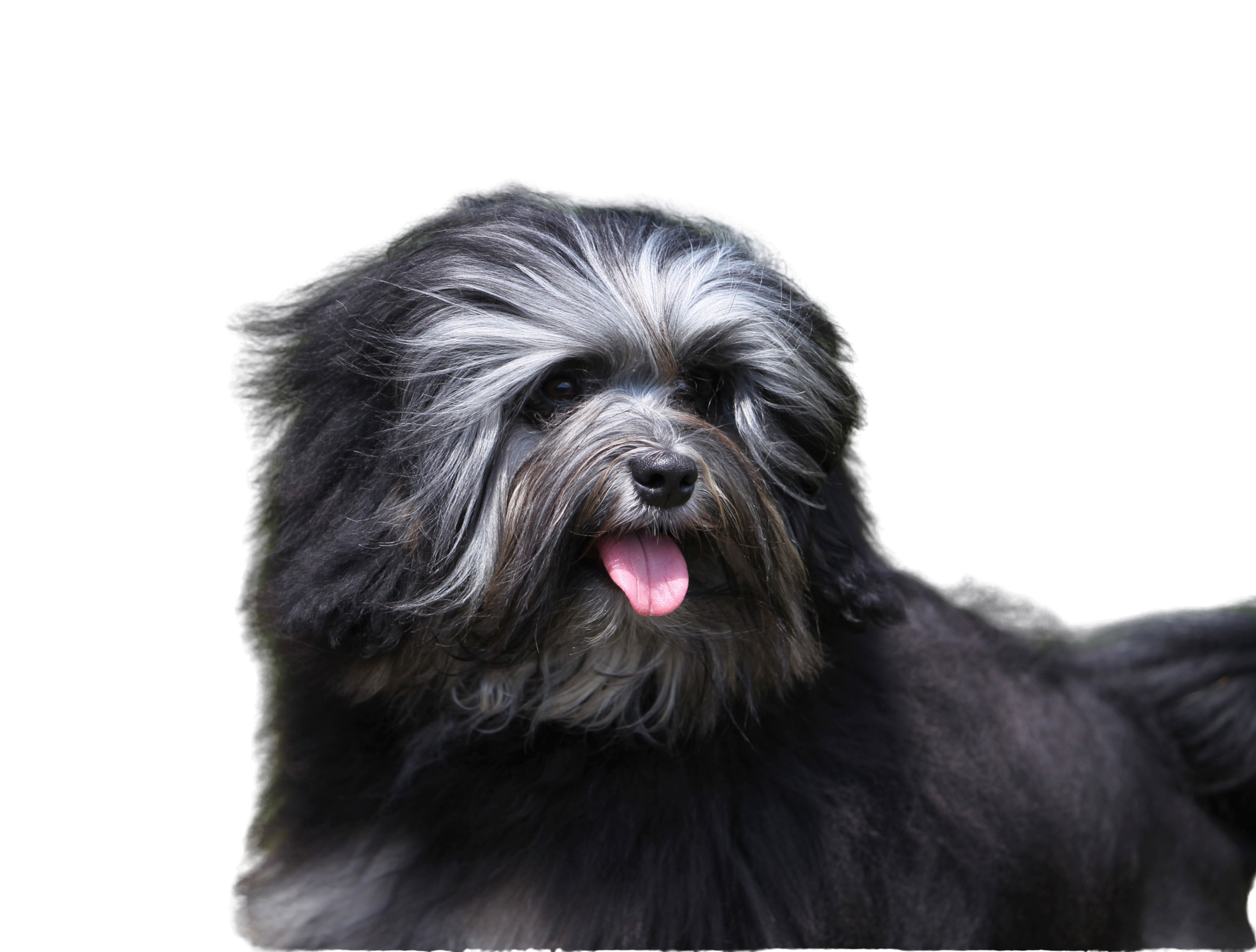 🐾 Löwchen - Rassebeschreibung: Charakter &Co - dogbible