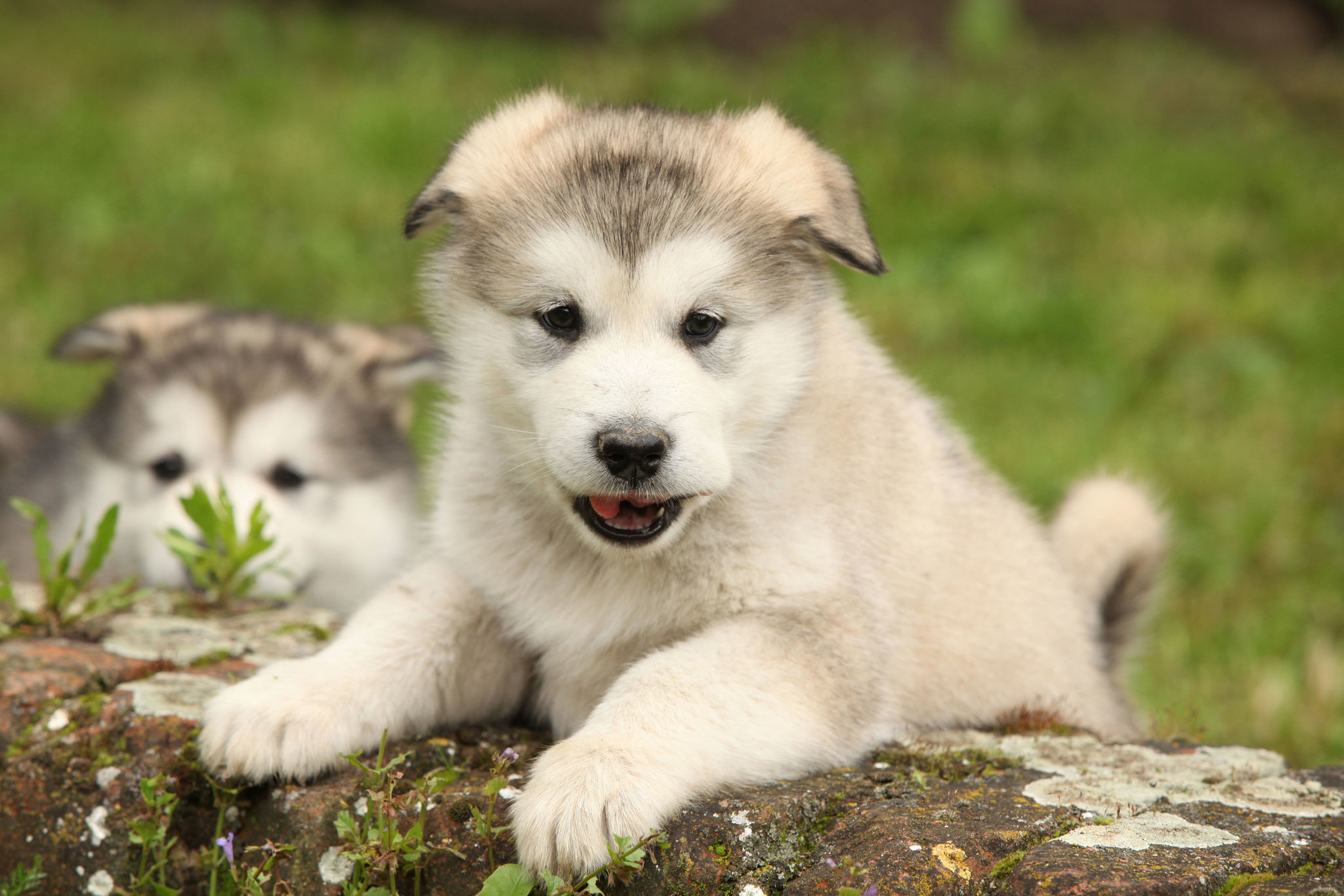 🐾 Alaskan Malamute: Rassebeschreibung: Charakter - dogbible