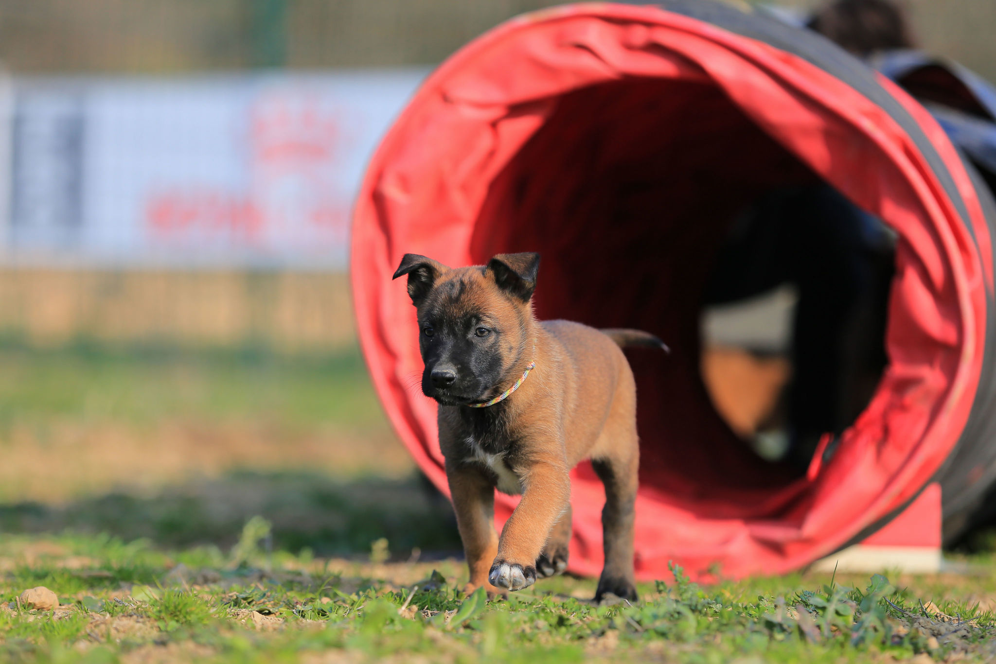 🐾 Malinois - Rassebeschreibung: Charakter &Co - dogbible