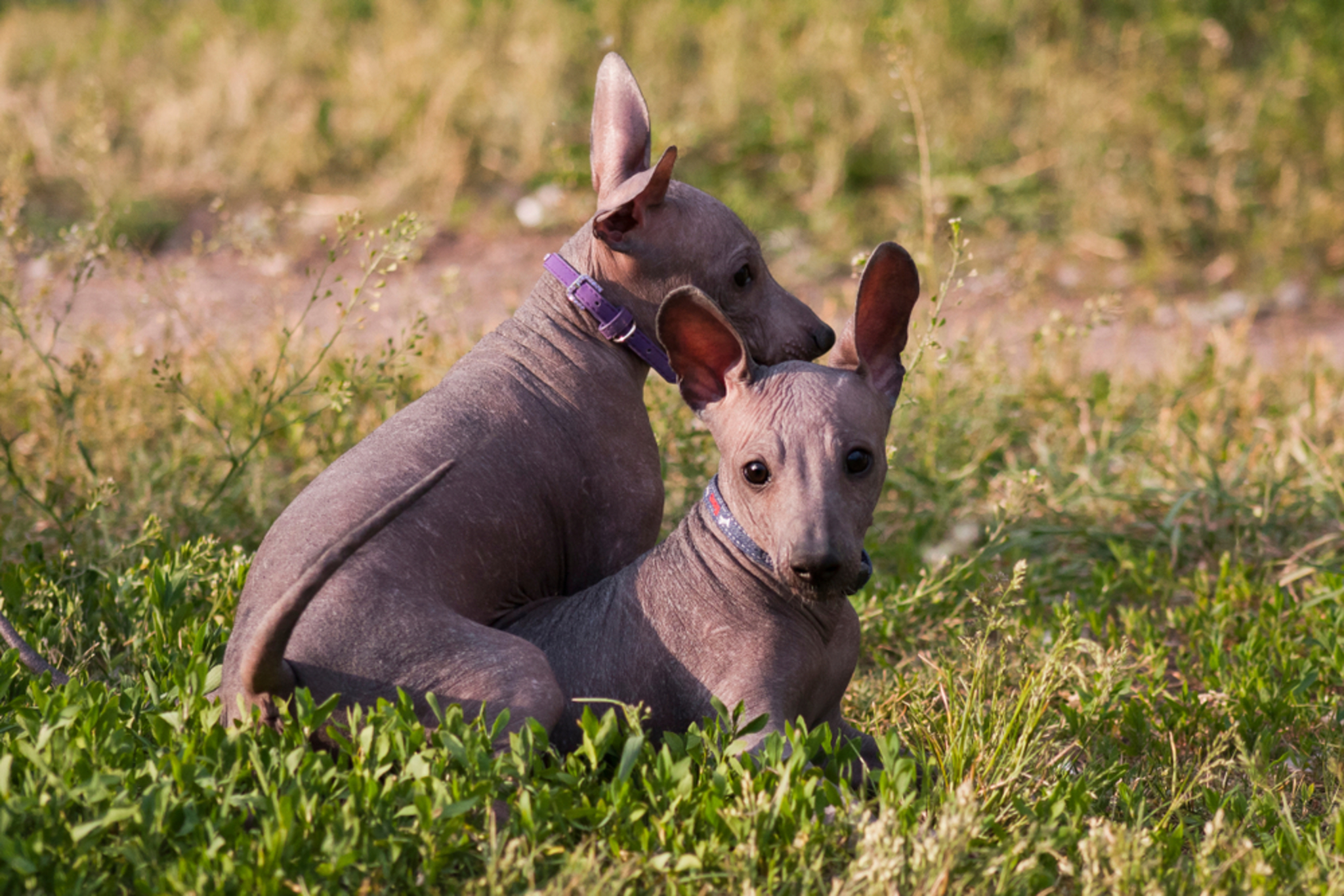 🐾 Xoloitzcuintle: Rassebeschreibung Charakter &Co dogbible