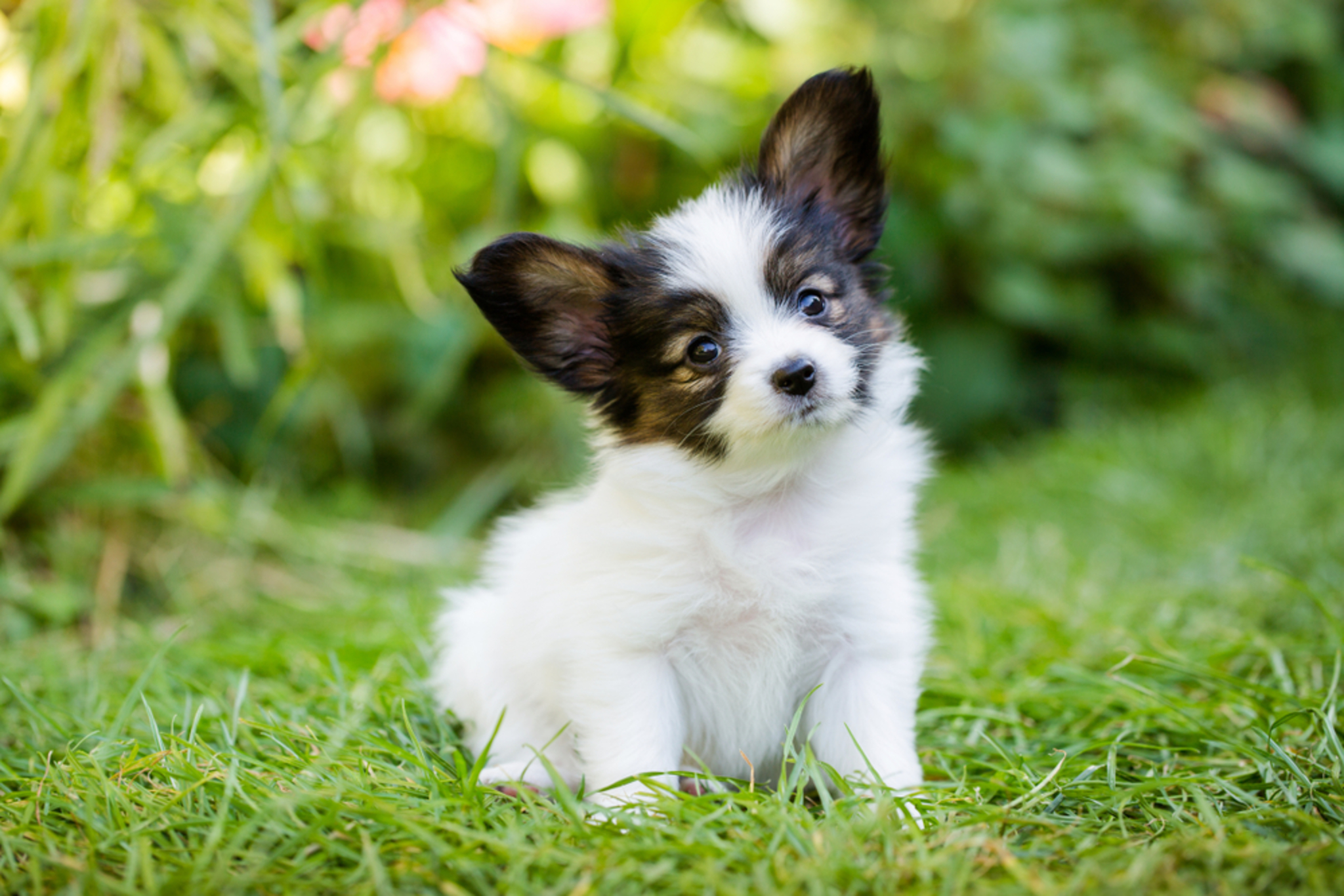🐾 Papillon - Rassebeschreibung: Charakter &Co - dogbible