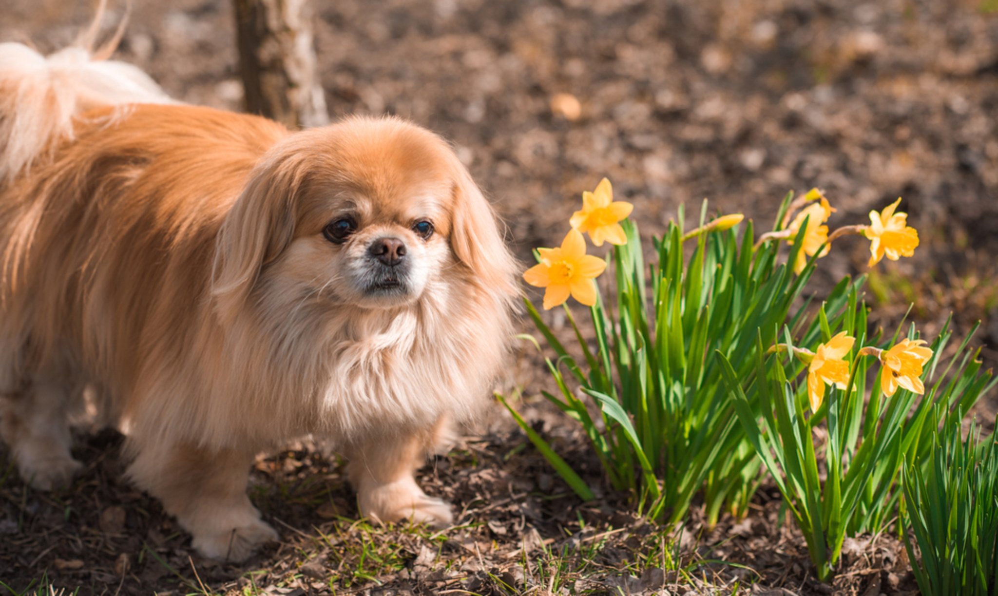 🐾 Pekinese - Rassebeschreibung: Charakter &Co - dogbible