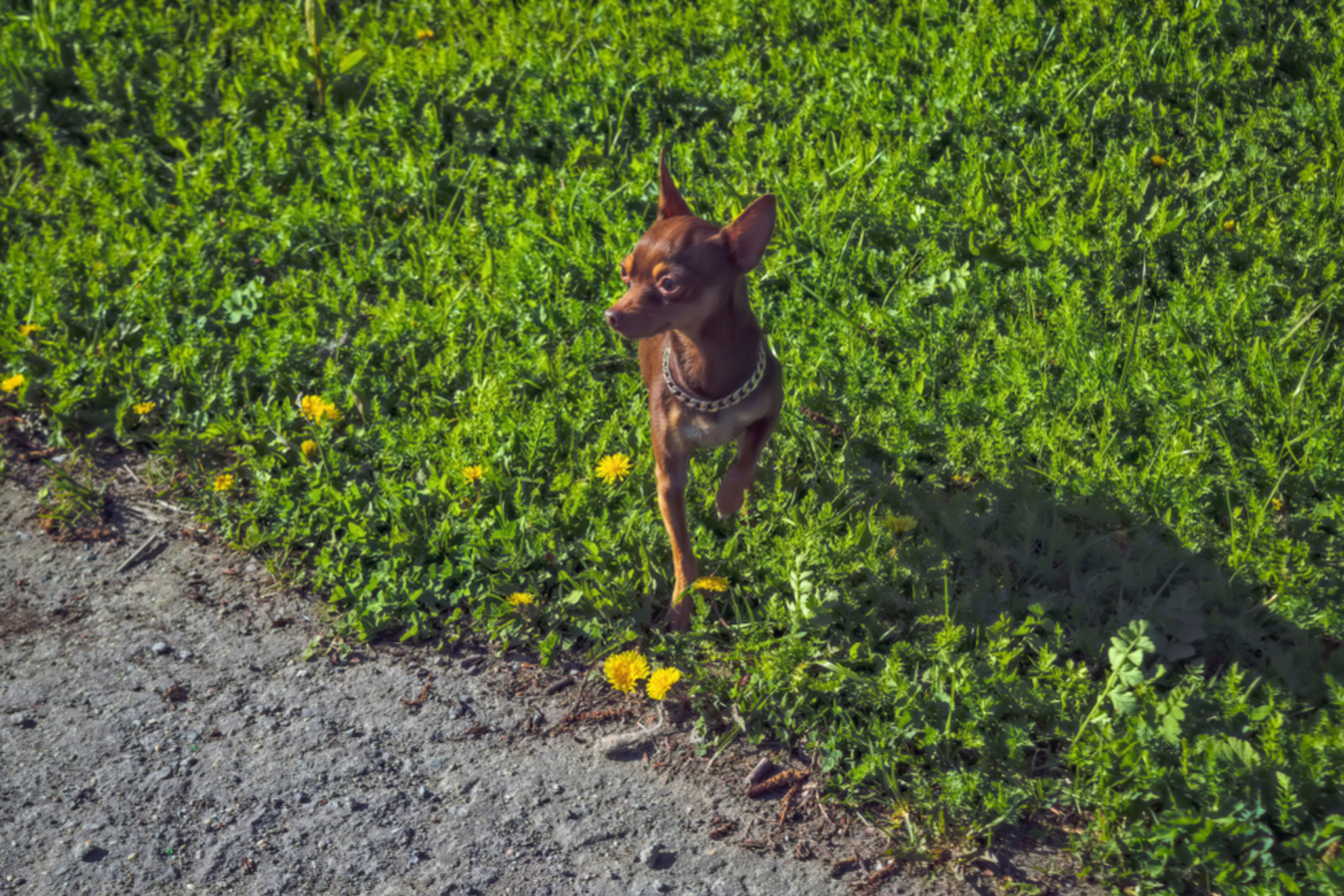 🐾 Prager Rattler - Rassebeschreibung: Charakter - dogbible