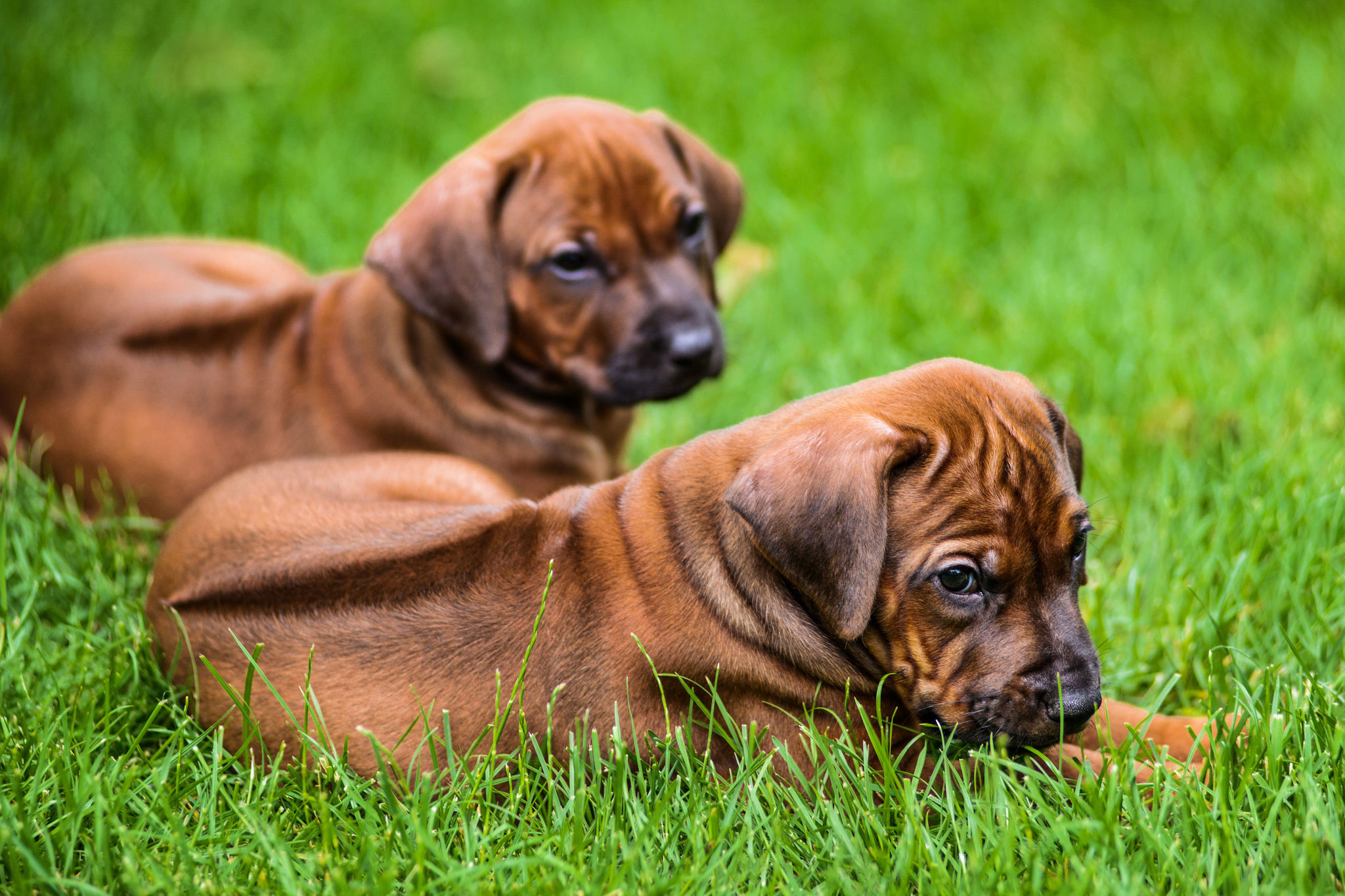 🐾 Rhodesian Ridgeback: Rassebeschreibung - dogbible
