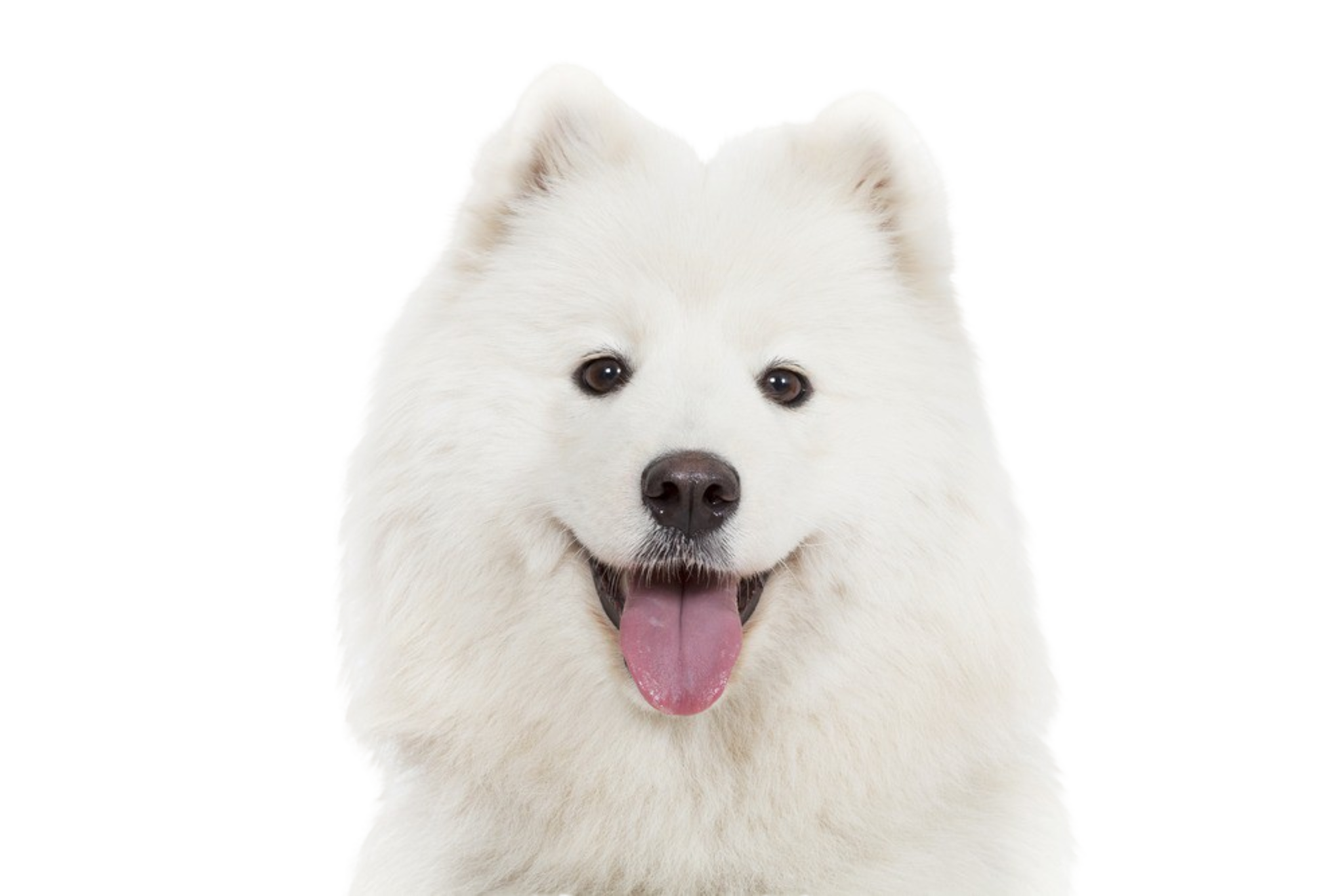 🐾 Samojede - Rassebeschreibung: Charakter &Co - dogbible