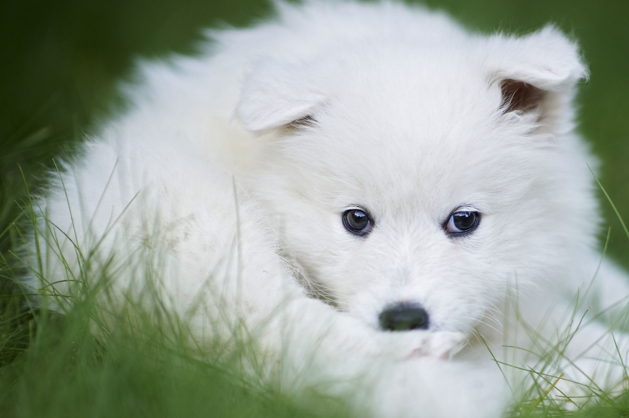 🐾 Samojede - Rassebeschreibung: Charakter &Co - dogbible