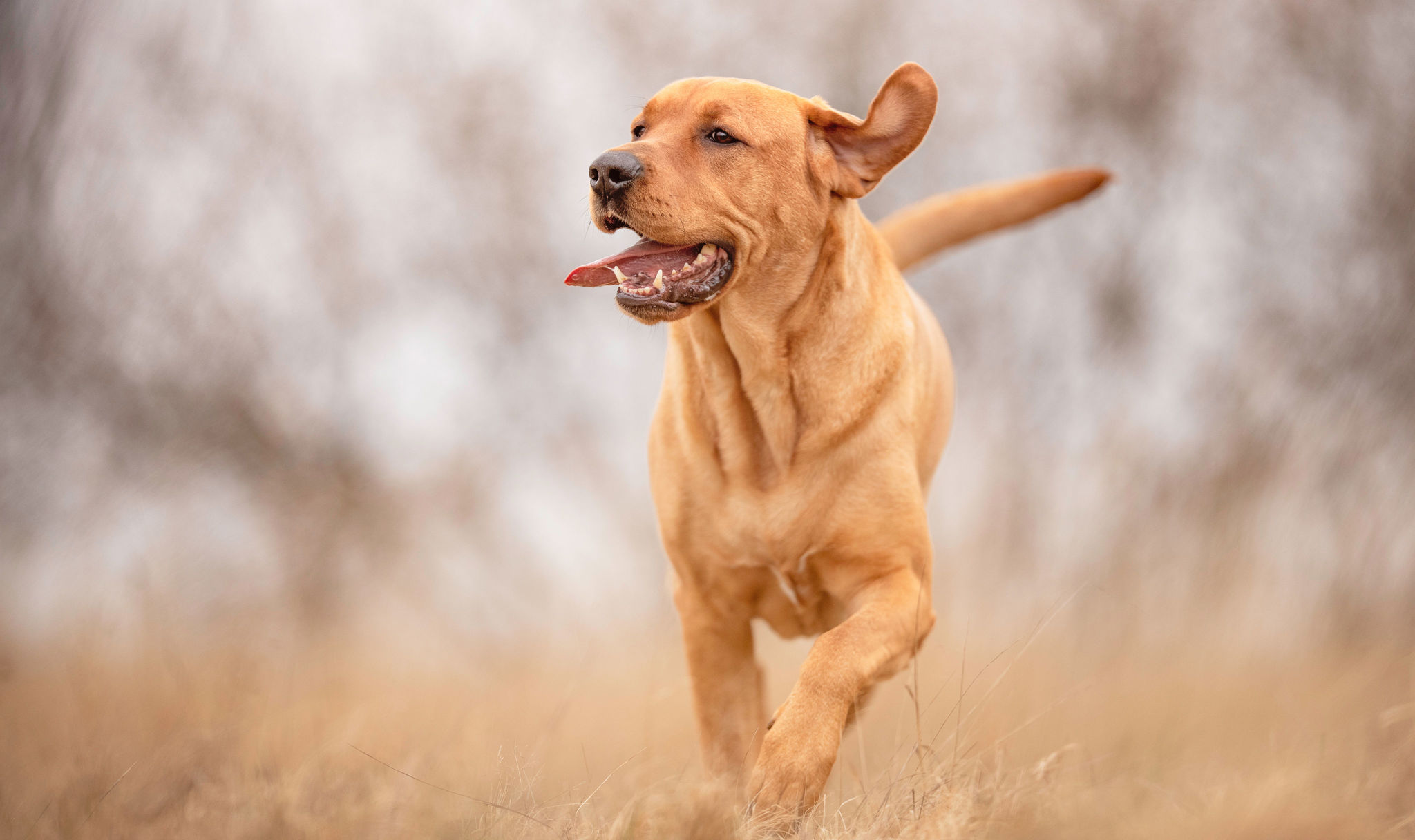🐾 Broholmer - Rassebeschreibung: Charakter &Co - dogbible