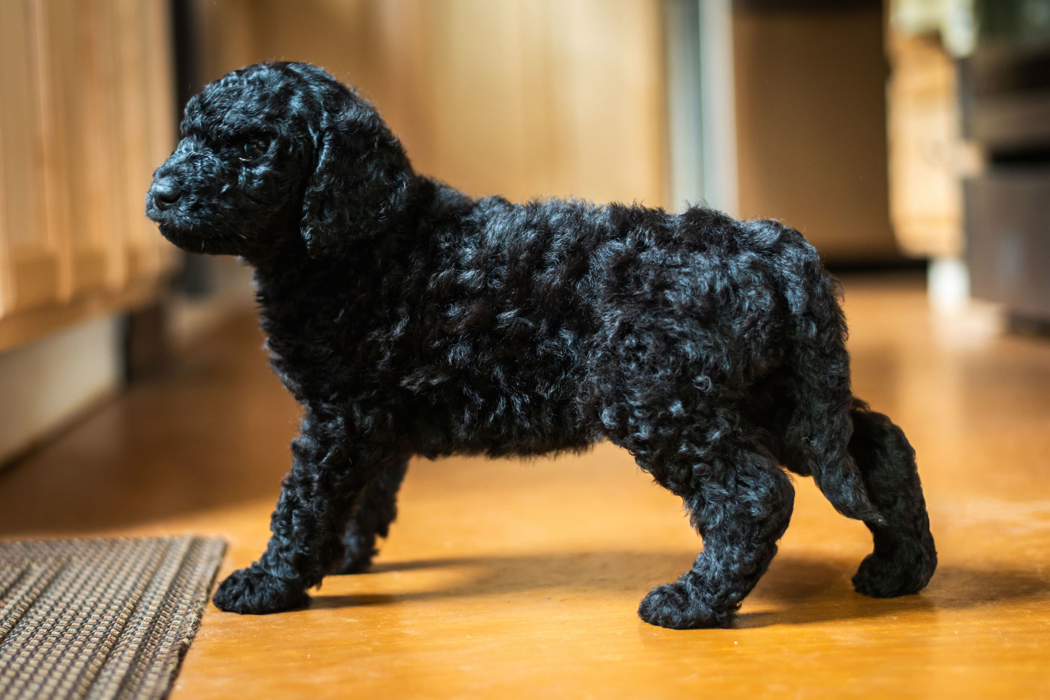 🐾 Labradoodle - Rassebeschreibung: Charakter &Co - dogbible