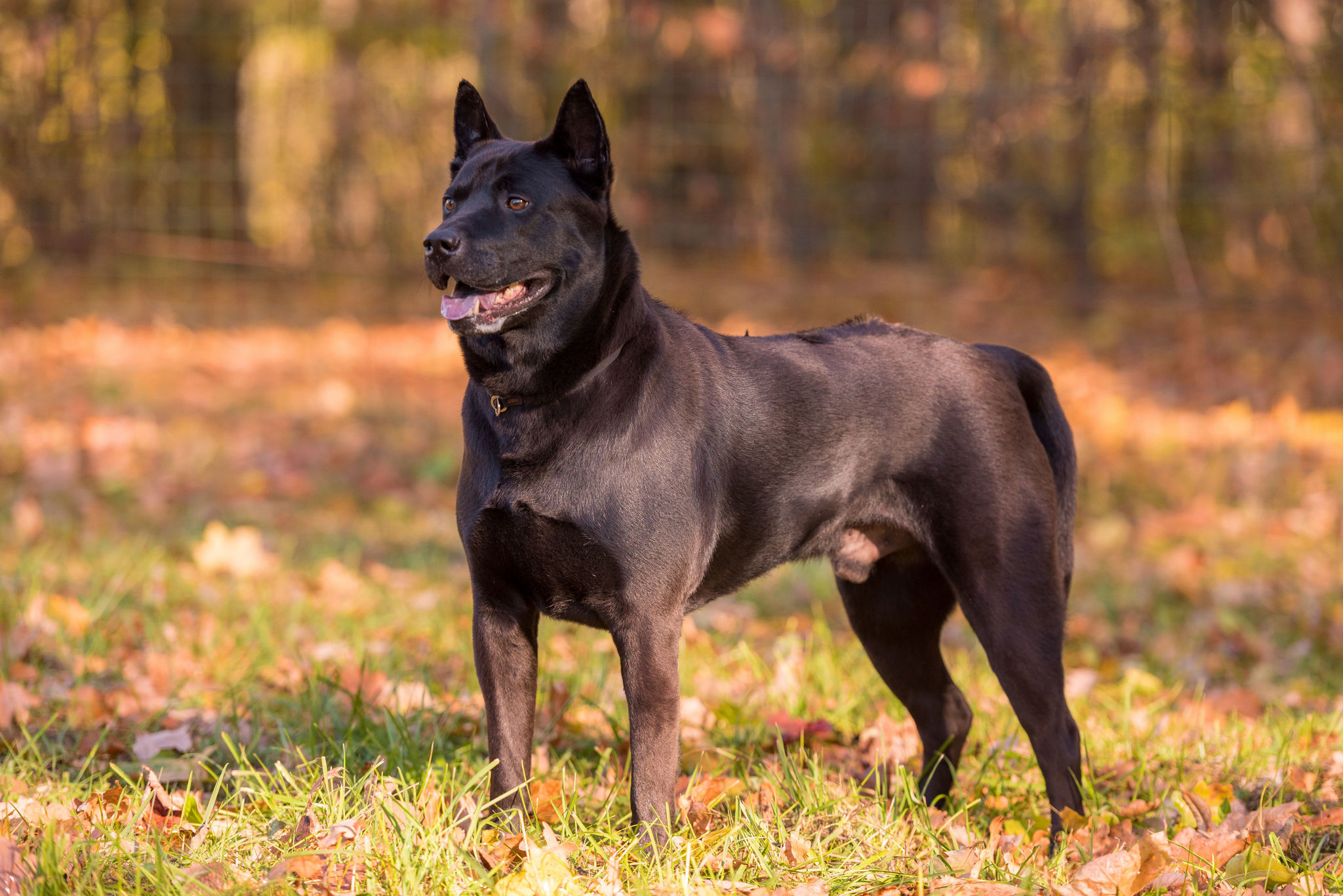 🐾 Thai Ridgeback Temperament & Rassebeschreibung - dogbible