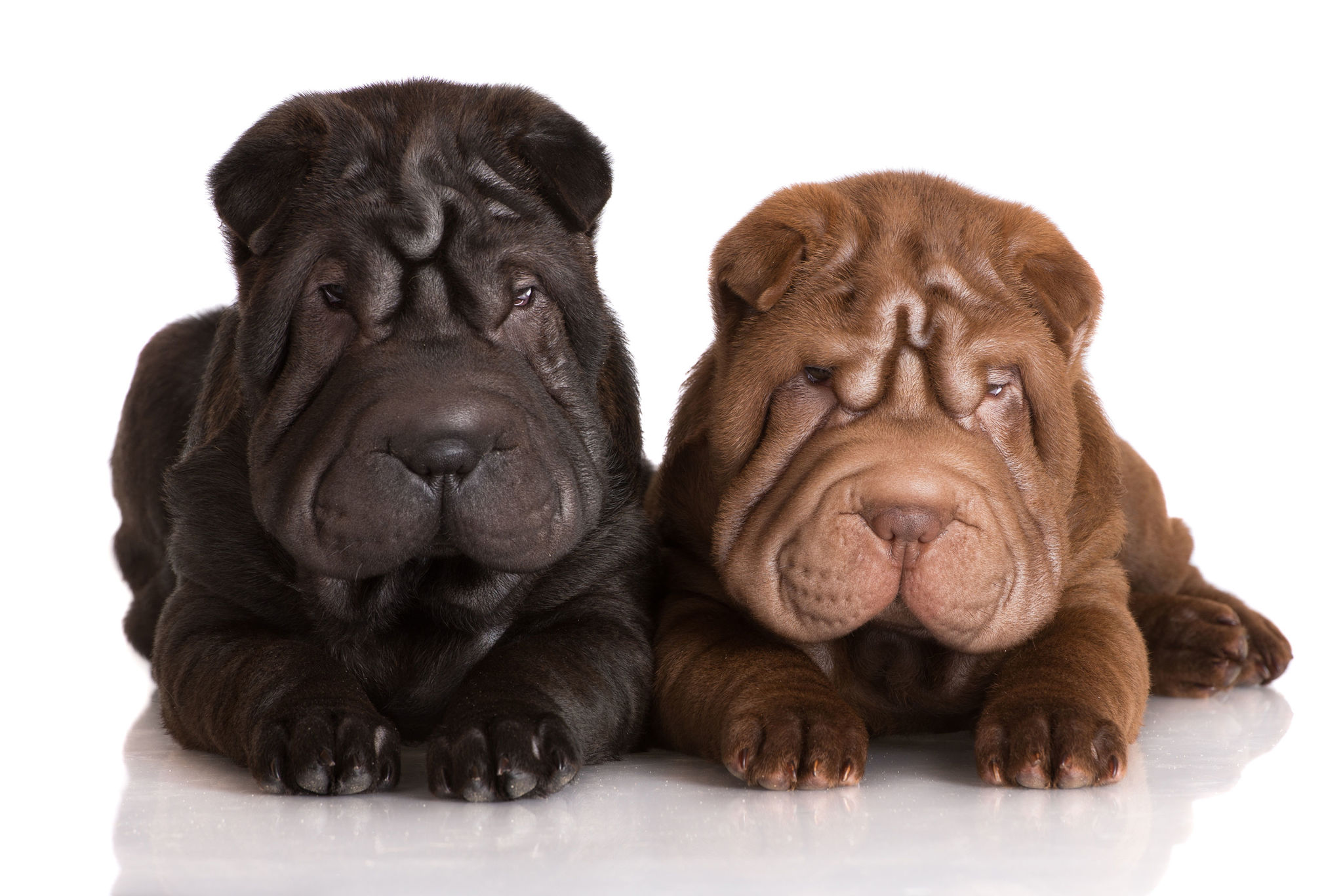 🐾 Shar Pei - Rassebeschreibung: Charakter &Co - dogbible