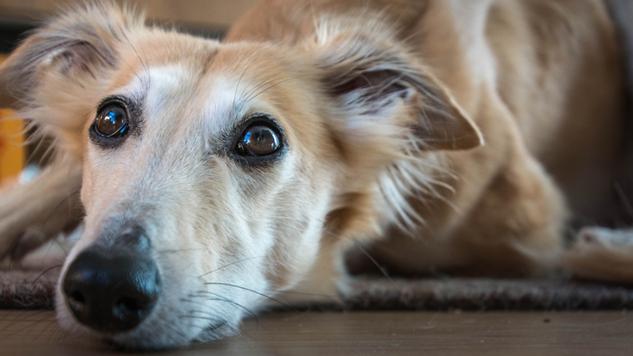 🐾 Silken Windsprite: Rassebeschreibung Charakter - dogbible