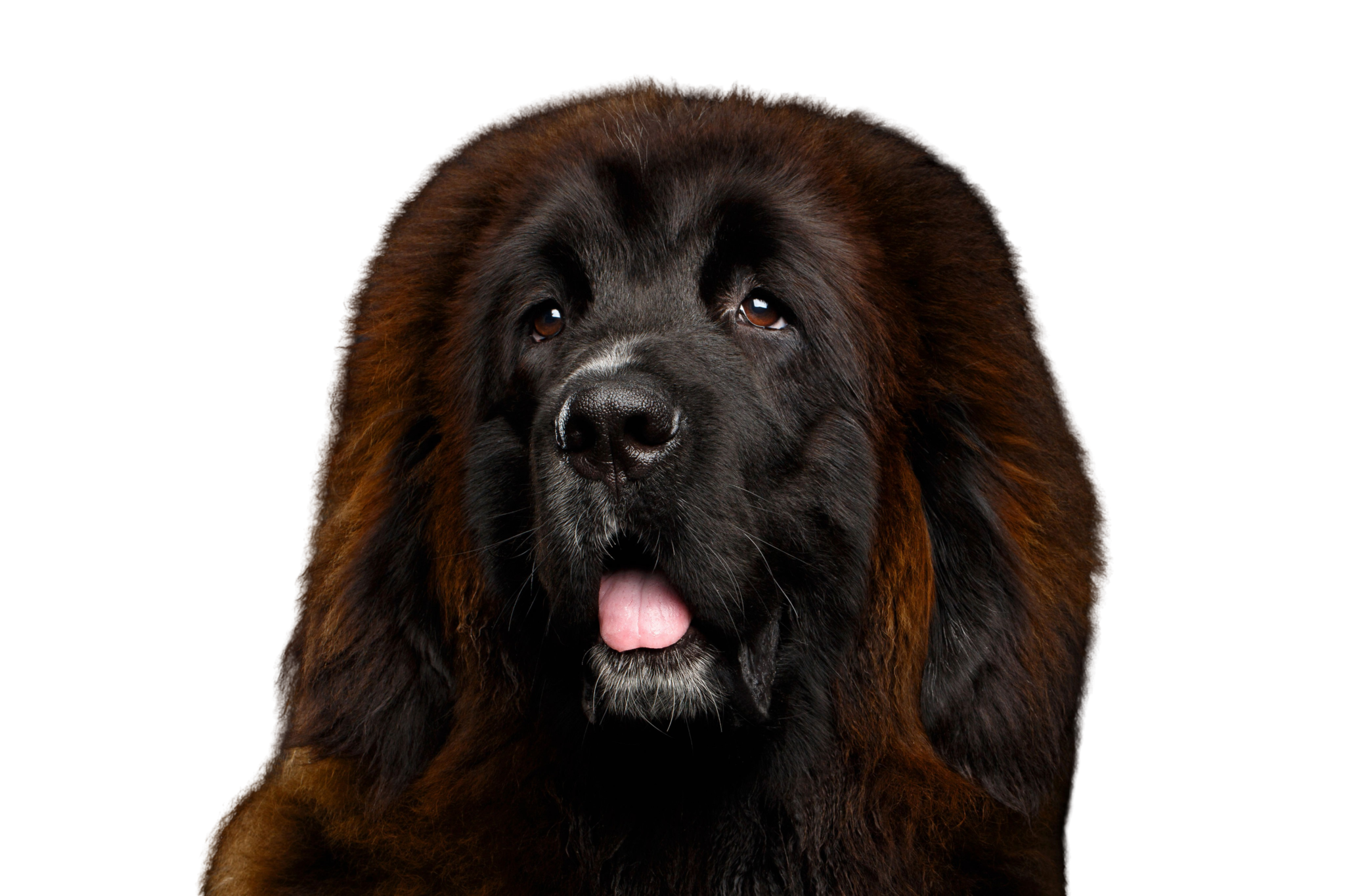 🐾 Do Khyi - Rassebeschreibung: Charakter &Co - dogbible