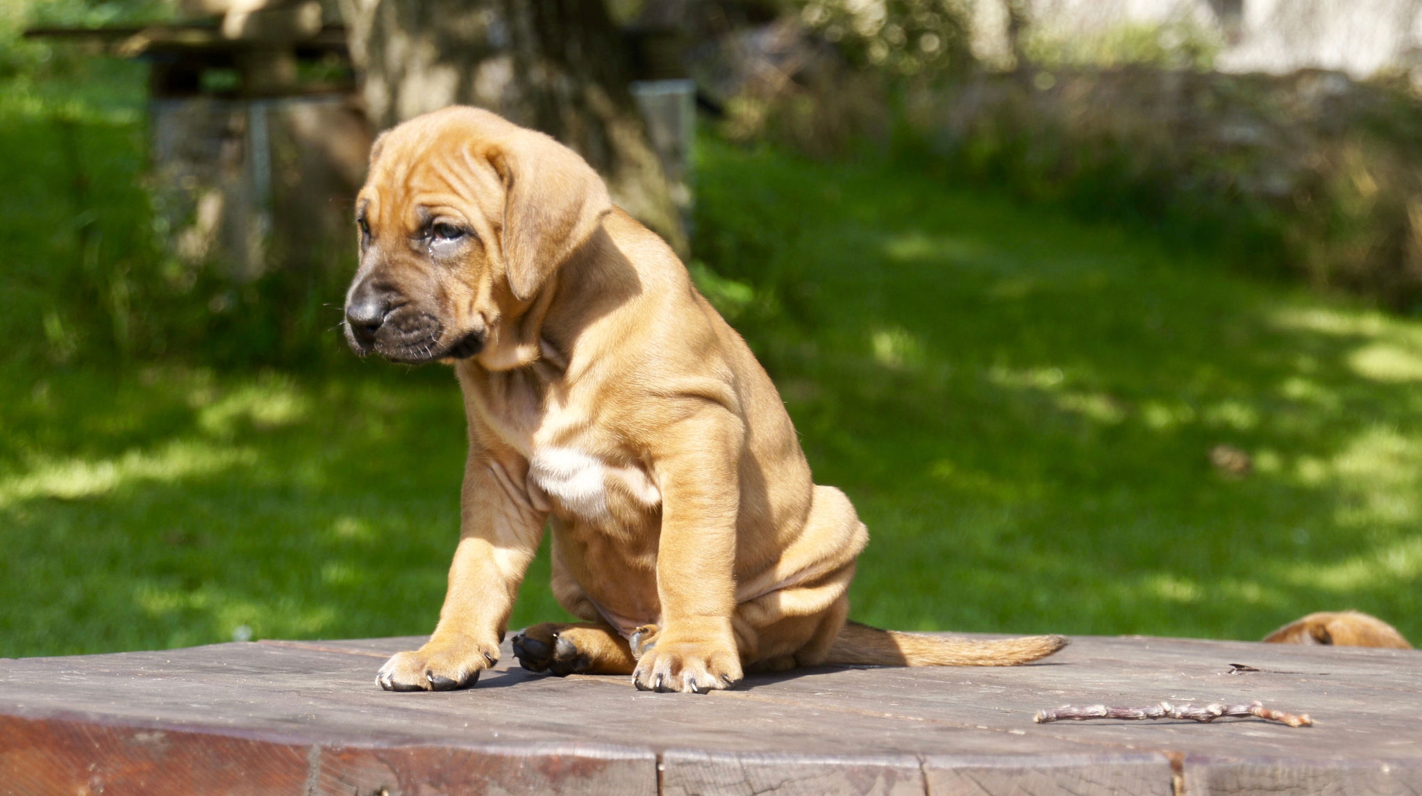 🐾 Tosa Inu - Rassebeschreibung: Charakter &Co - dogbible