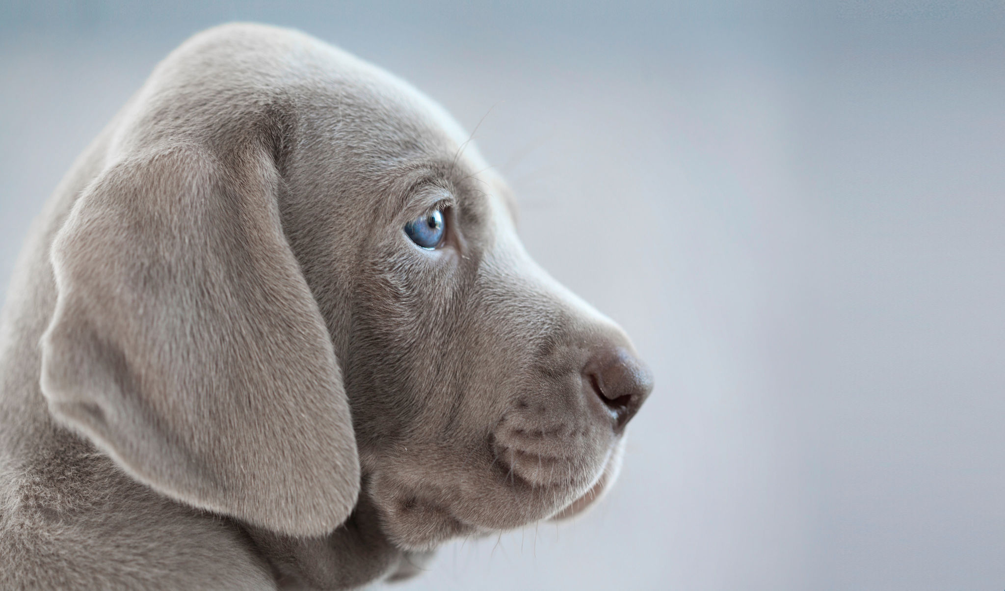 🐾 Weimaraner - Rassebeschreibung: Charakter &Co - dogbible