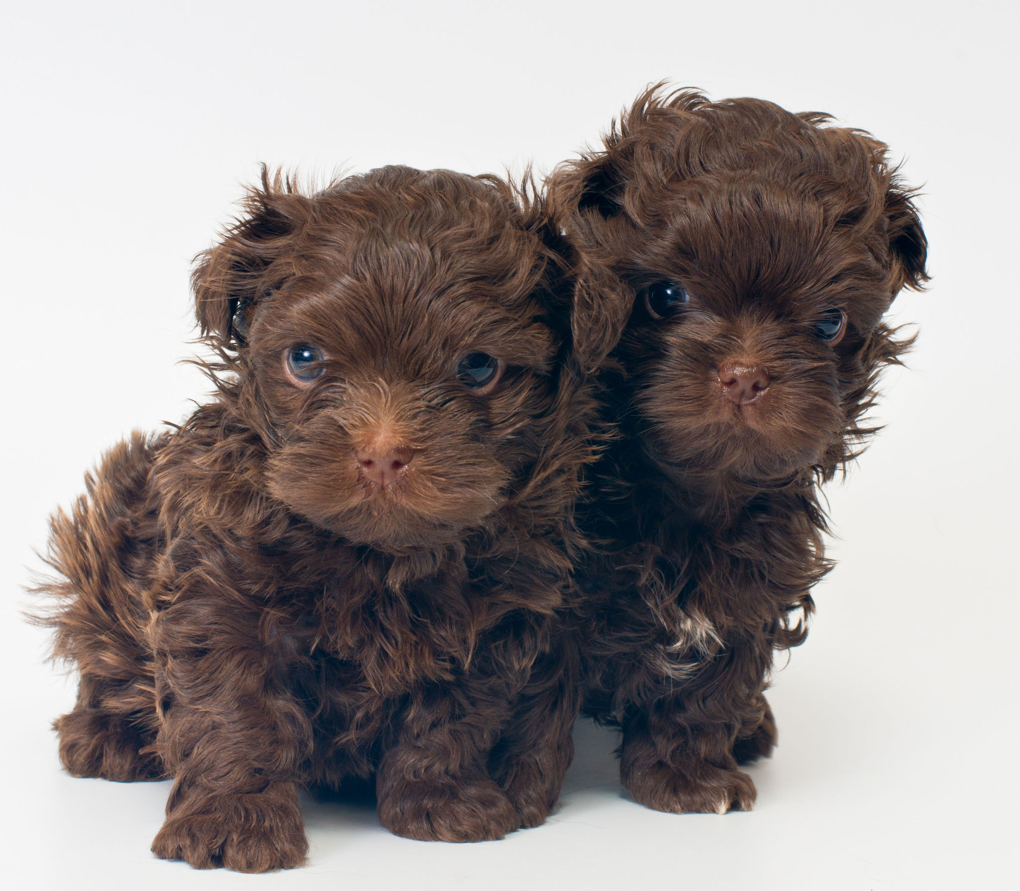 🐾 Bolonka Zwetna - Rassebeschreibung: Charakter - dogbible